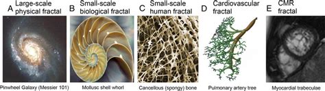 fractals in human body