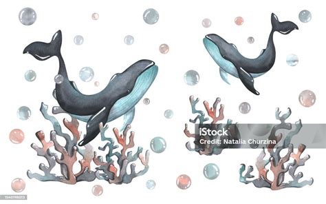 サンゴと水の泡を持つクジラ水彩イラスト版画ステッカーポストカードポスターのデザイン白い背景に分離型エレメント いたずらのベクターアート素材
