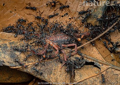 Army Ants Attacking