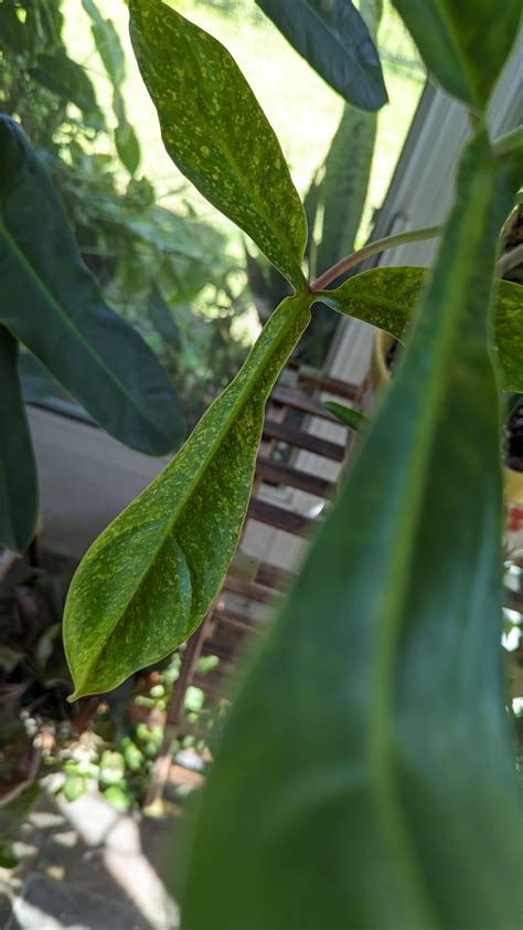 Help P 69686 Splotchy Raroids