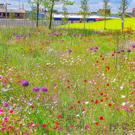 Stitch Plantings At Queen Elizabeth Olympic Park London 2013 2019