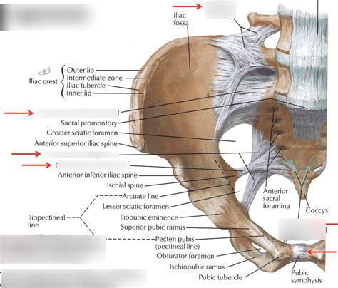 Pelvic Ligaments Part 1 Diagram Quizlet