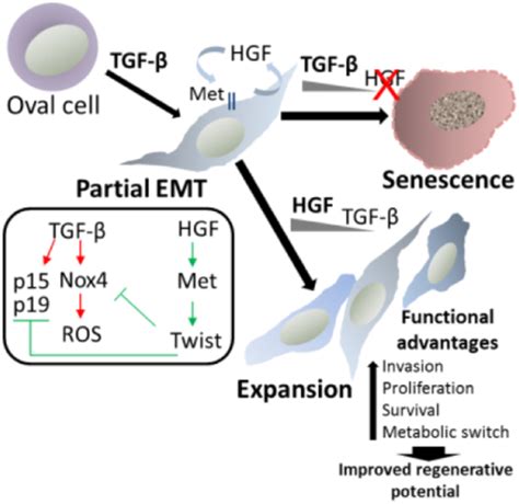 C‐met Signaling Is Essential For Mouse Adult Liver Progenitor Cells