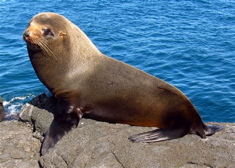 Seal Wallpapers Images Photos Pictures Backgrounds