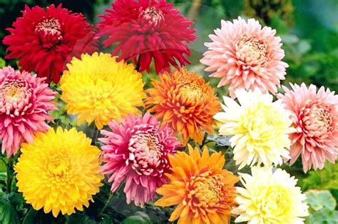 Crisantemi perchè in Italia sono i fiori dei morti e come coltivarli