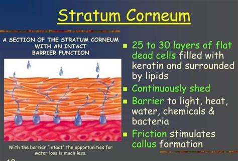 Integumentary System