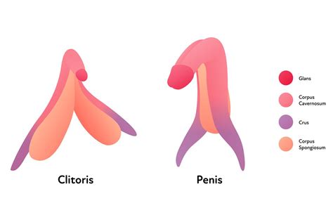 The Penis And Clitoris More Similar Than You Think