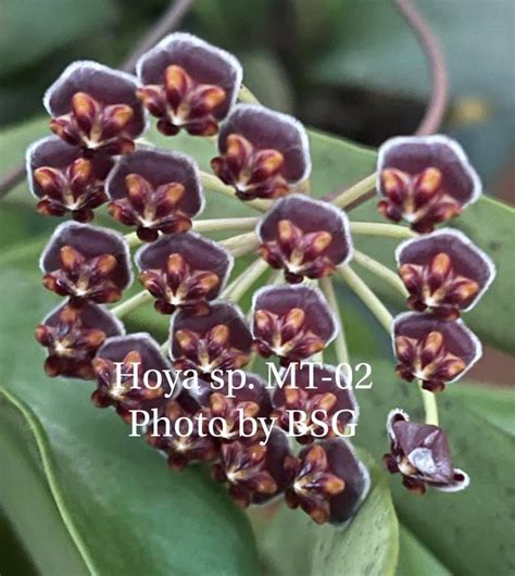 Hoya Mt 02 Nest Tropicals