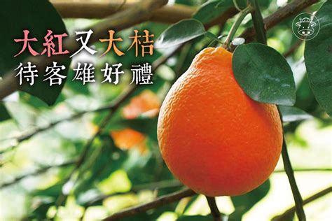 最討喜的伴手禮《美人柑》又稱美女柑 紅柑 酸甜多汁 台灣幫棒農