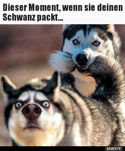 520 Lustige Bilder Schwan Seite 39 Debestede