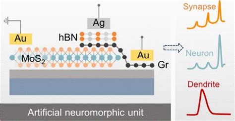 具有 2d 材料异质结构的可重构神经形态计算，用于多功能神经信息处理 Nano Letters X Mol
