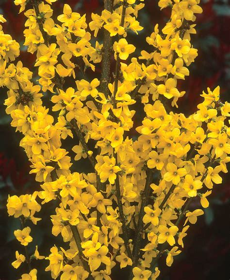 Show Off® Forsythia X Mindor Pp19 321 Proven Winners 4 Pot Hirts Gardens