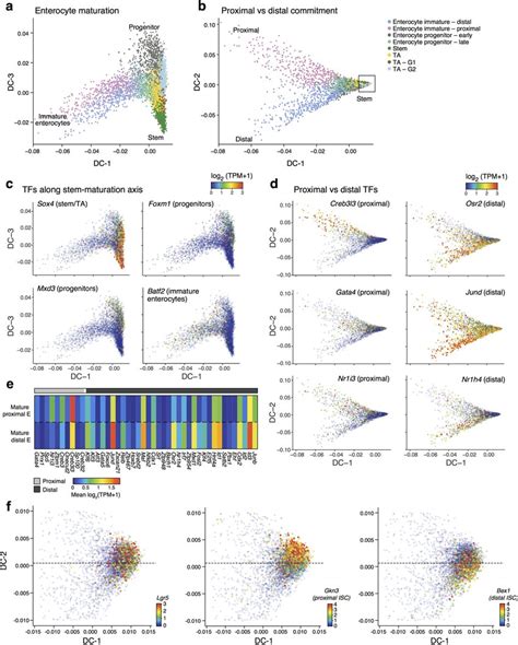 Differentiation From Stem Cells To Mature Enterocytes A D Download Scientific Diagram