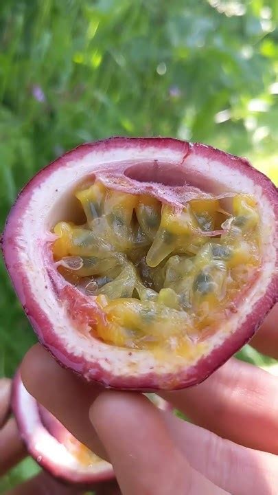 Passionsfrucht Jurassicfruit Passionsfrucht Youtube