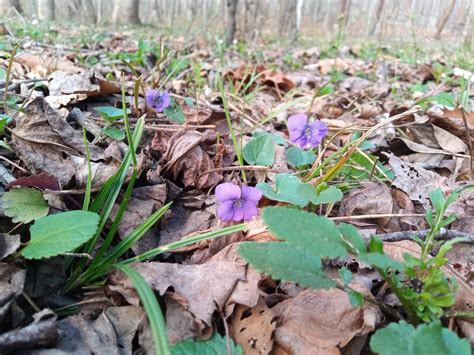 Are These Violets Good For Anything Ga Usa Rforaging