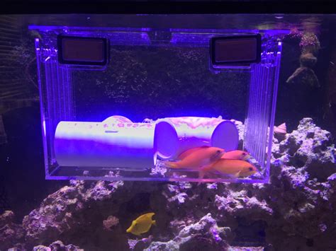 Beginners Guide To Acclimation And Quarantine Reef2reef