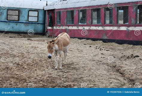 Осел на ферме. стоковое фото. изображение насчитывающей земля - 192307036