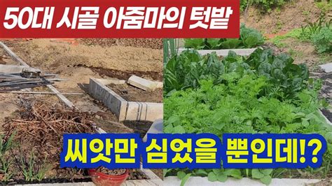 시골일상 브이로그 황무지 같던 땅이 한 달 뒤 이렇게 변했습니다 시골집 텃밭농사 시골살이브이로그 50대 일상 쿠바식텃밭 전원주택생활24