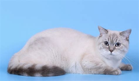 Scottish Straight Kedi Irkı Özellikleri Karakteri Bakımı ve Beslenmesi