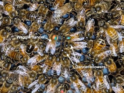 Bee Language How The Waggle Dance Works