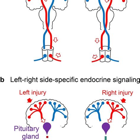 The Classic Neural And The Novel Leftright Side Specific Download
