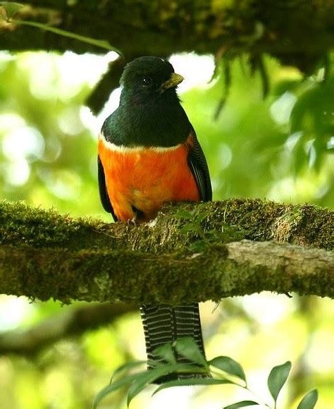 Coas Trogon Picture Bird