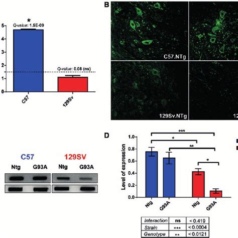 Analysis Of Mhci Expression At Disease Onset A C Mhci A Lmp7 B