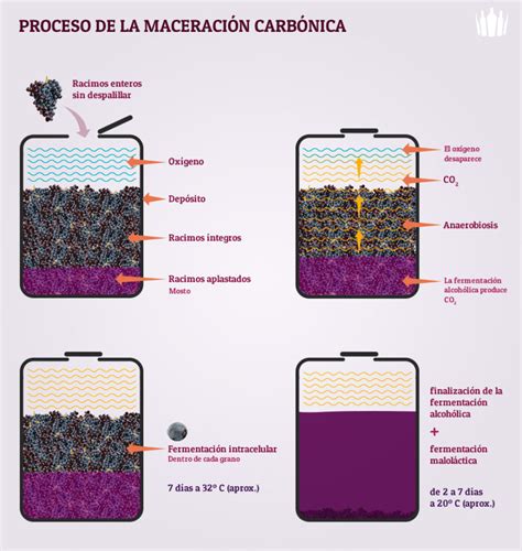 Qué es la maceración carbónica La Noche en Vino