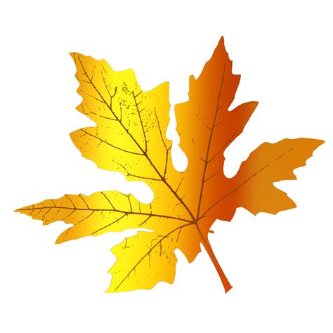 Maple Leaf Shape 24994566 Png
