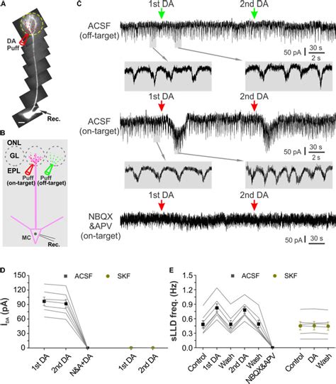 Dopaminergic Modulation Of Glomerular Circuits In The Mouse Olfactory