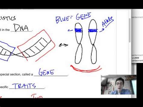 Genes And Alleles Youtube