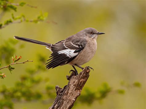 Northern Mockingbird Nesting Behavior Eggs Location Birdfact