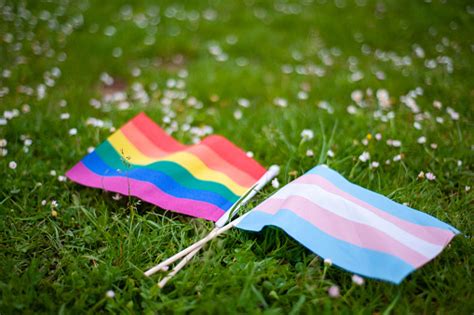 풀과 데이지에 무지개 Lgbtqia 자부심 플래그와 트랜스 젠더 자부심 플래그 트랜스젠더 프라이드 깃발에 대한 스톡 사진 및