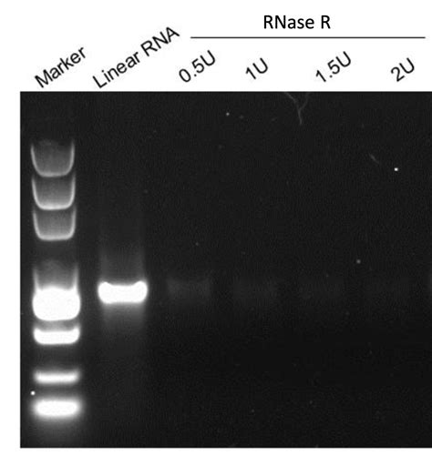 Rnase R Active Abcam中文官网 Rnase R Active Abcam中文官网