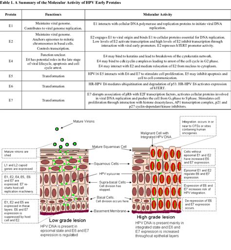 A Schematic Comparison Of Hpv Physical State And Hpv Gene Expression