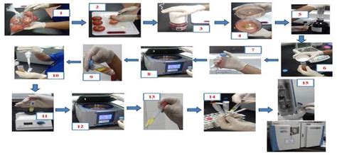 Schematic Diagram Of The Determination Of Pesticide Residues Using Download Scientific Diagram