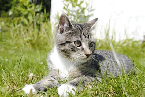 Gatto Capisce Che Sta Per Morire Oppure No Cosa Sapere