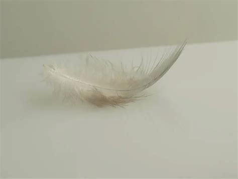 This Wing картинки стокові This Wing фотографії зображення Скачати