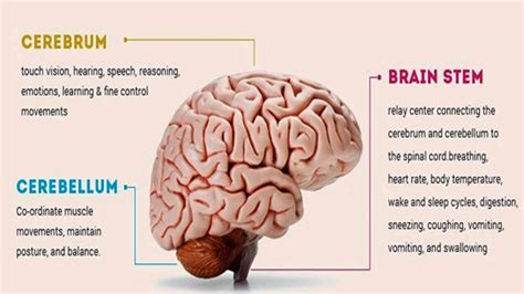 Brainstem Definition Anatomy Parts Function Kenhub