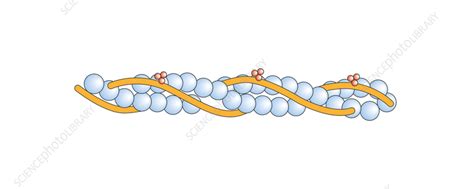 Actin Filament Structure Illustration Stock Image F0380998