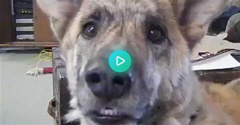 Do You All Remember This Guy  On Imgur