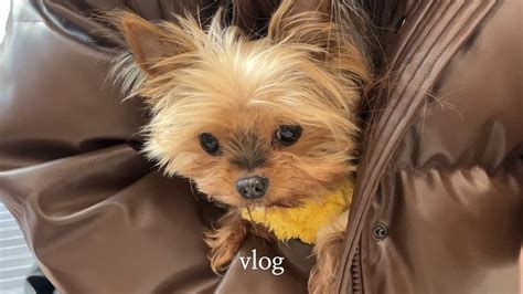 Vlog 게으른 자취생이 본가에서 사육당한 브이로그 L 개돼지의 삶 좋을지도 L 일상 브이로그 L 강아지 스케일링 Youtube