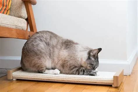 拯救家具计划：教你如何正确挑选猫抓板？ 知乎