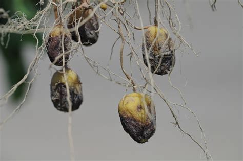 감자 마름병 또는 역마름병은 곰팡이와 같은 미생물인 Phytophthora가 난균류 또는 물곰팡이에 감염되어 발생하는 심각한