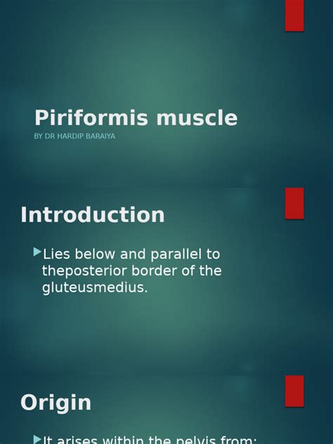 Priformis Muscle Pdf