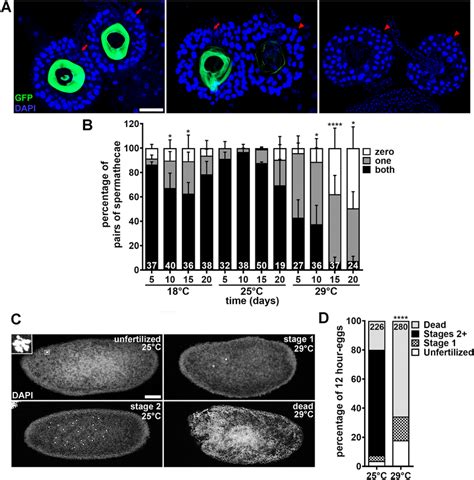 Sperm From Males Exposed To Warm Temperature Have Reduced Fertilization Download Scientific