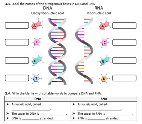 Nucleic Acids Doodle Diagrams Worksheets Library