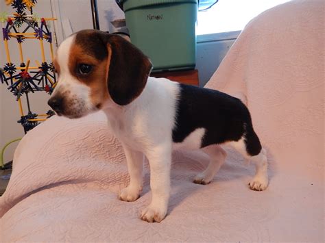 Previous Litter Of Miniature Pocket Beagle Puppies Born 8 2 13 Pocket
