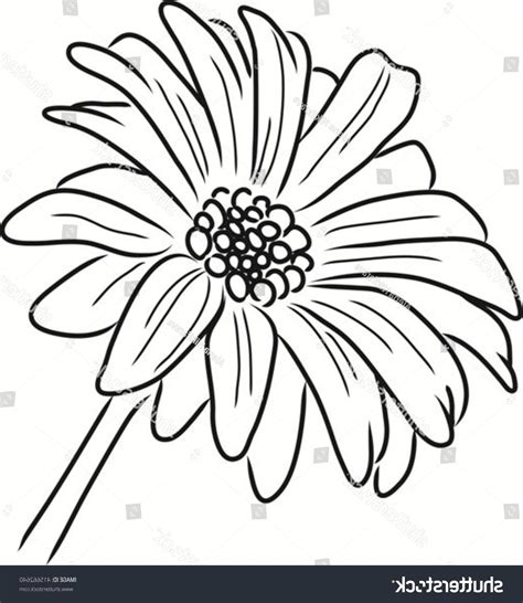 Daisy Outline Drawing At PaintingValley Explore Collection Of