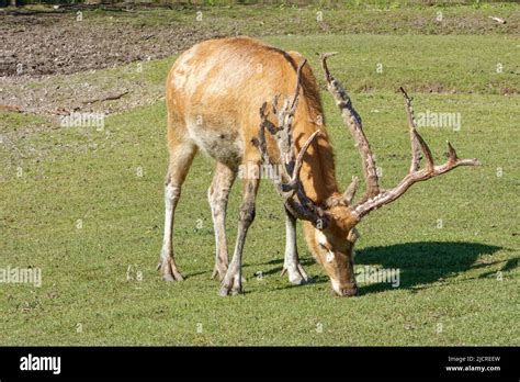 Pere Davids Deer Elaphurus Davidianus Also Known As The Milu Male